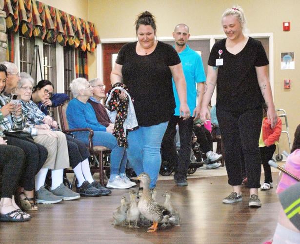 Ducks on parade | News | goshennews.com
