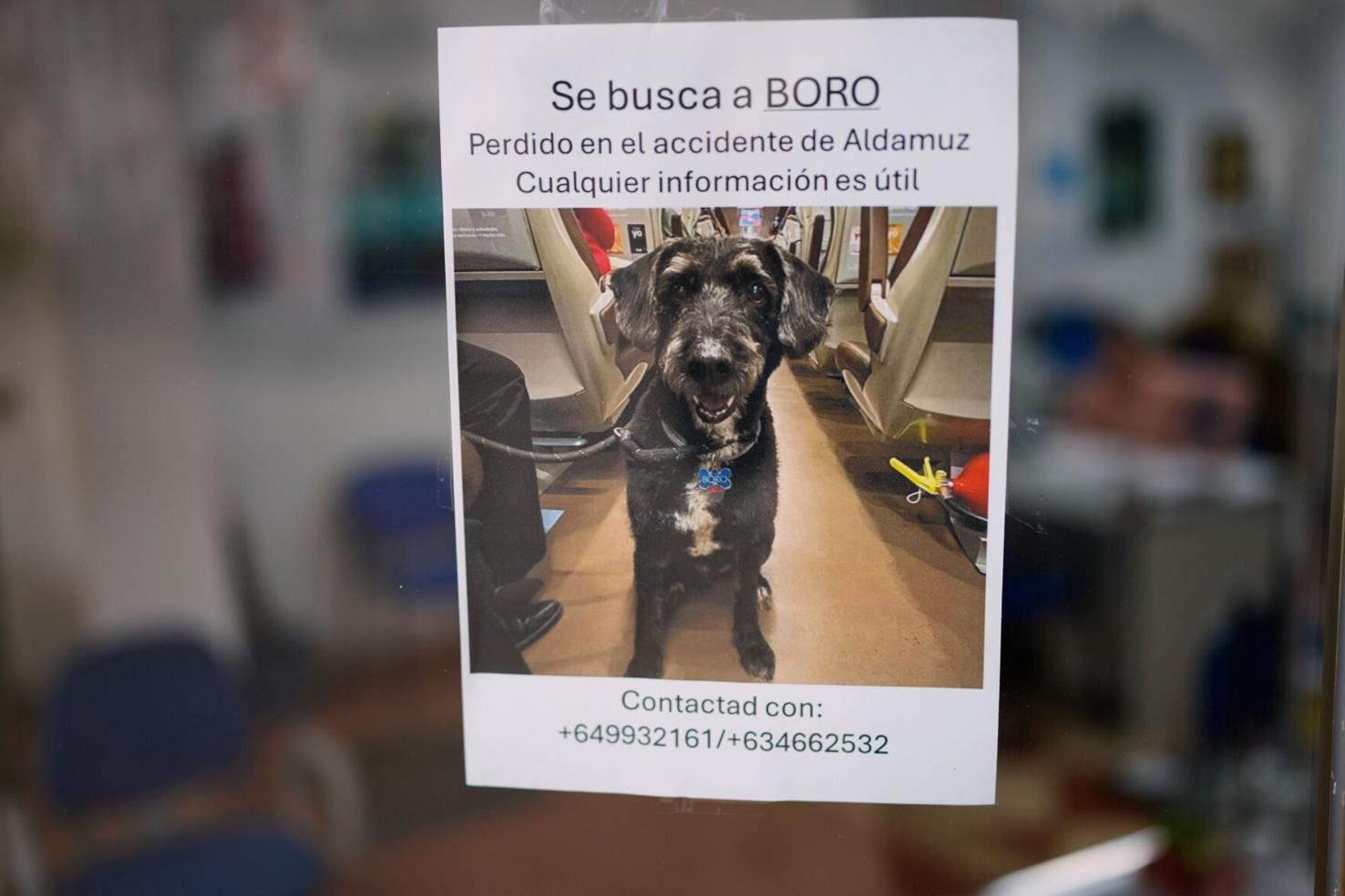 Spain Train Crash Lost Dog | National News | goshennews.com