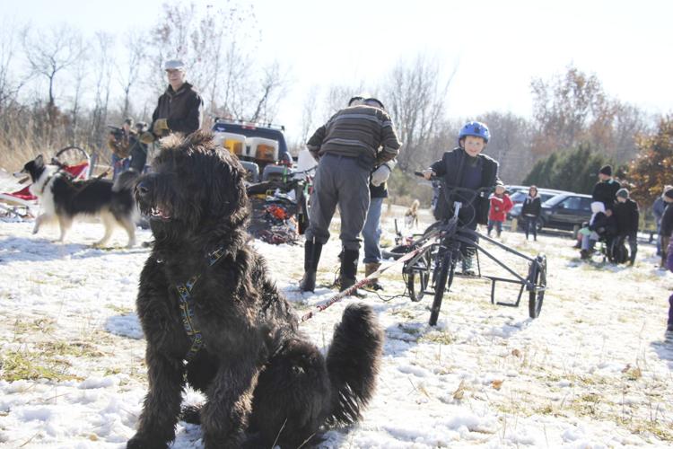 Dogs, owners learn basics of mushing | News | goshennews.com