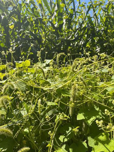 JEFF BURBRINK: Burcucumber: No one’s favorite weed | News | goshennews.com