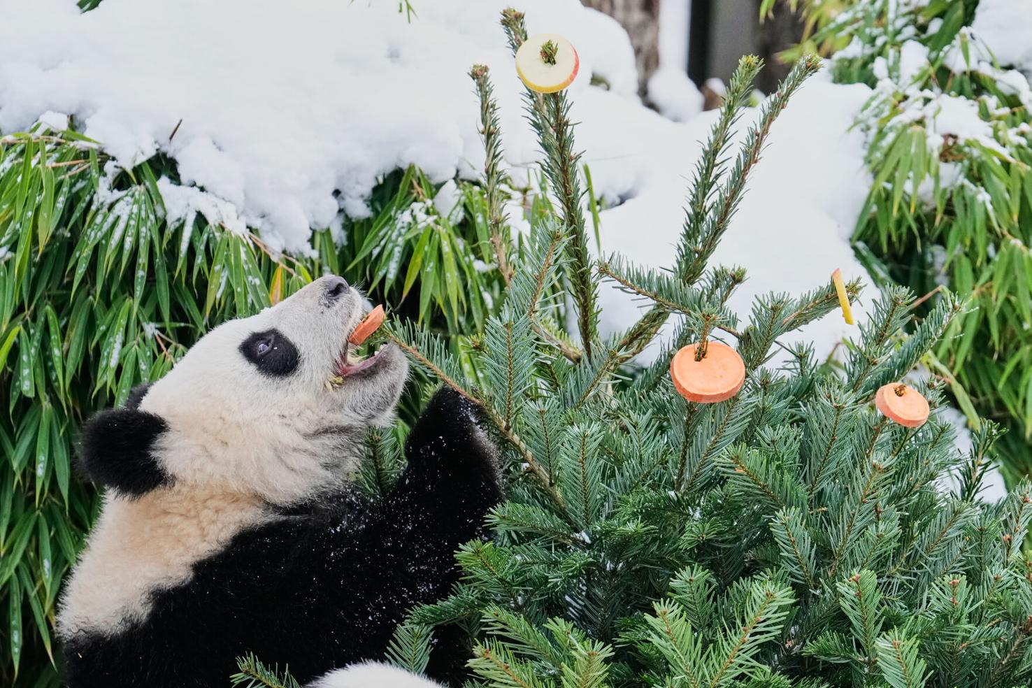 APTOPIX Germany Zoo | National News | goshennews.com