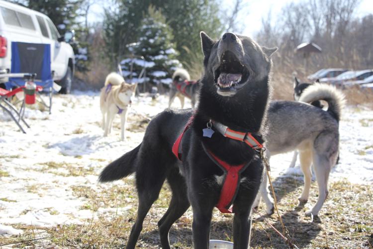 Dogs, owners learn basics of mushing | News | goshennews.com