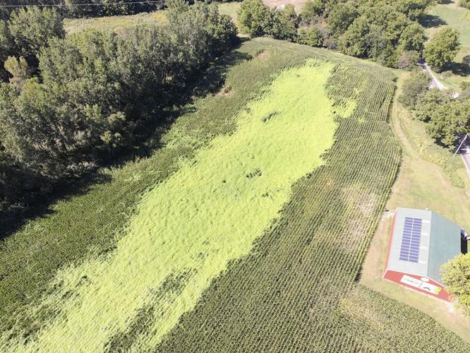 JEFF BURBRINK: Burcucumber: No one’s favorite weed | News | goshennews.com