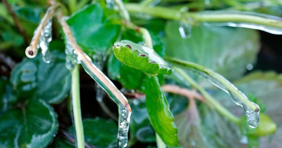 Frozen Florida Weather | National News | goshennews.com