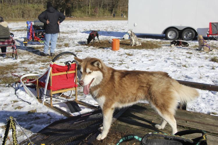 Dogs, owners learn basics of mushing | News | goshennews.com