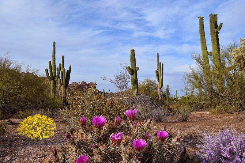 Arizona trips spring planting fever | Lifestyles | goshennews.com