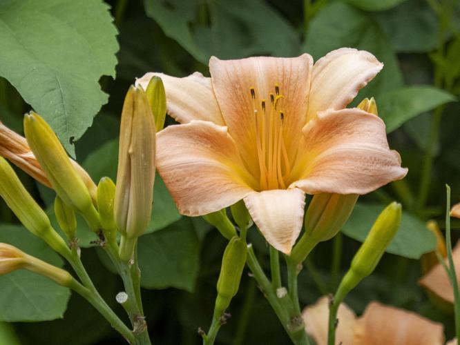 SUMMER BLOOM & BUZZ | Gallery | goshennews.com