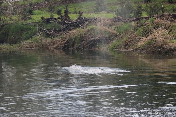 A gray whale that swam 20 miles up a Washington state river is found ...