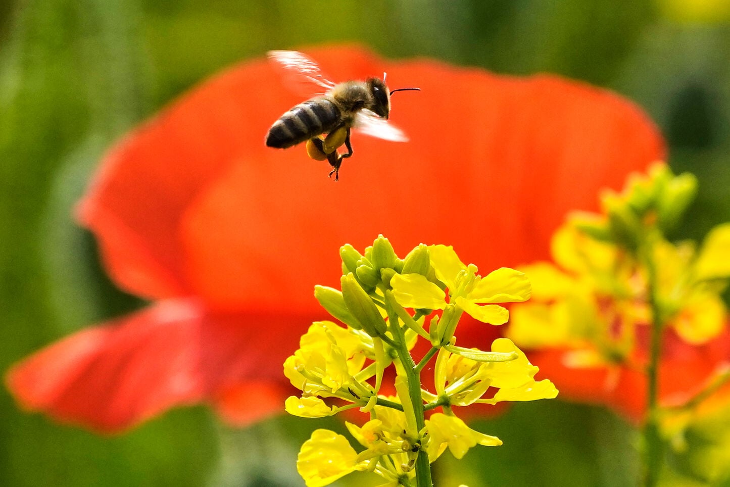 APTOPIX Germany Daily Life | National News | goshennews.com