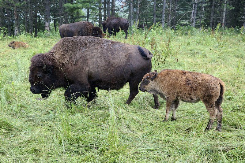 THANK A HOOSIER FARMER: Cook’s Bison Ranch brings the community tours ...