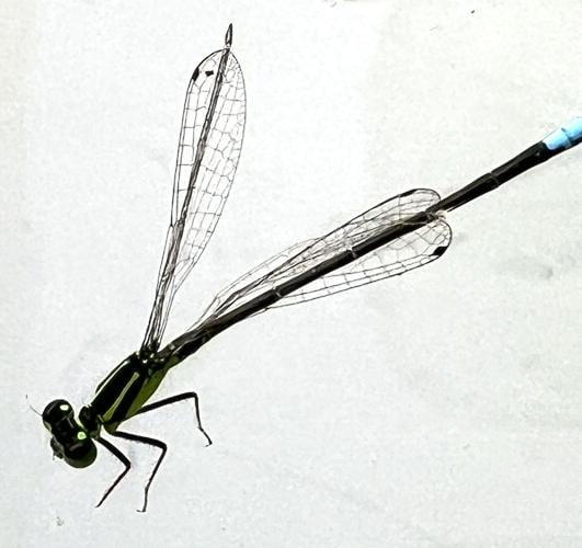 JEFF BURBRINK: How do winter temperatures affect insect populations and ...