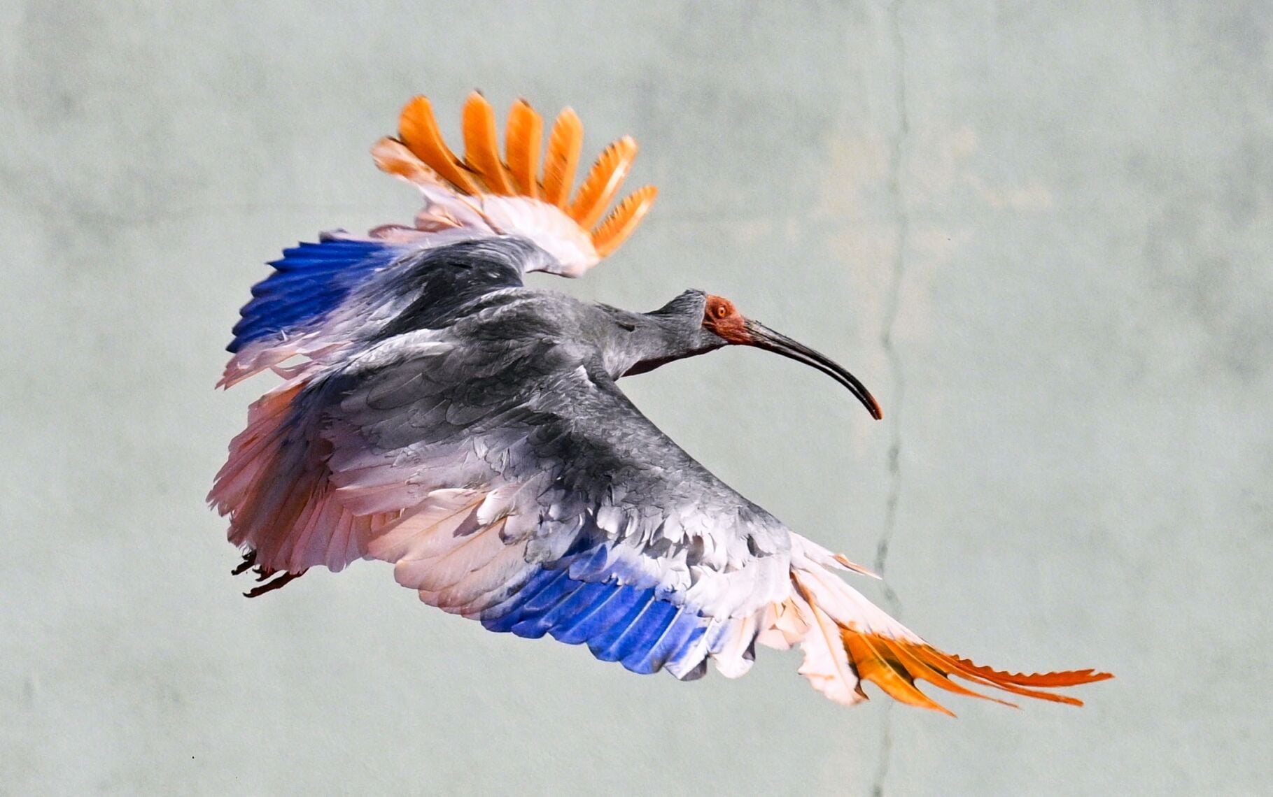 8 crested ibises released in Japan decades after extinction | National ...