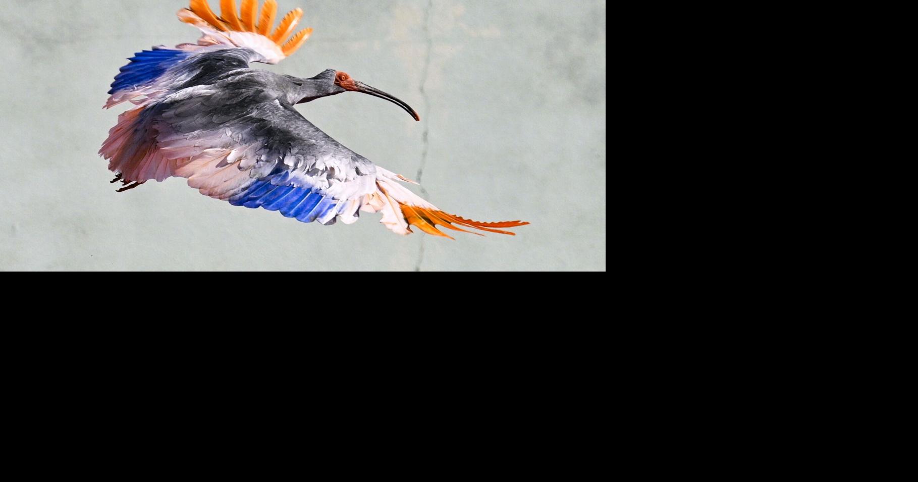 8 crested ibises released in Japanese town decades after extinction in ...