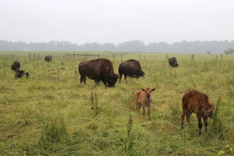 THANK A HOOSIER FARMER: Cook’s Bison Ranch brings the community tours ...