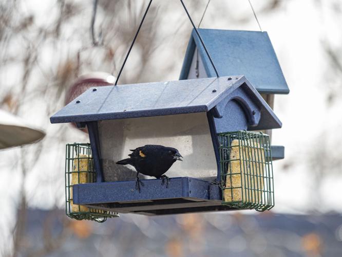 The Great Backyard Bird Count | Gallery | goshennews.com
