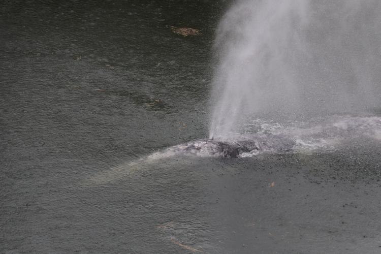 A gray whale that swam 20 miles up a Washington state river is found ...