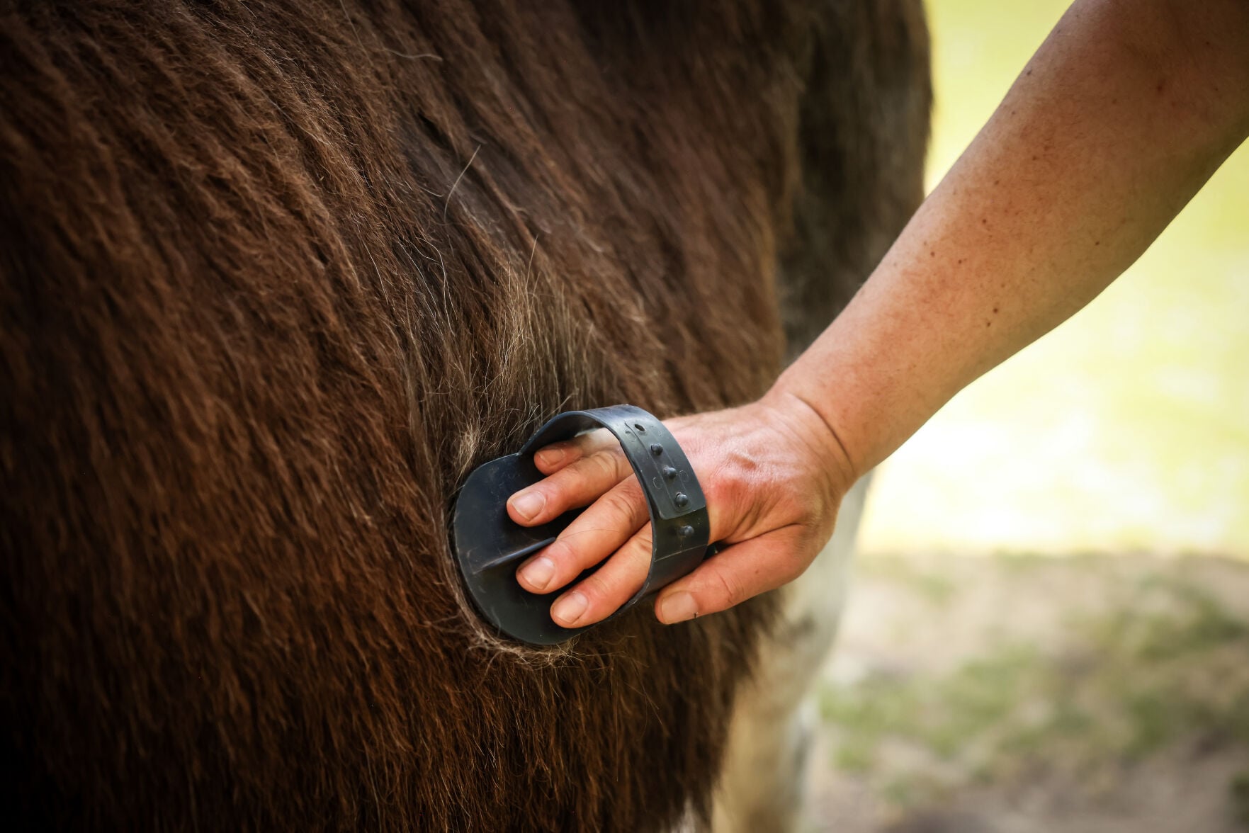 France Donkey Therapy | National News | goshennews.com