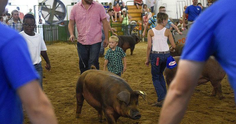 Local fair pigs virus free for fourth year | Local News | goshennews.com