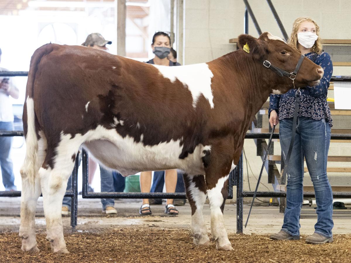 SLIDESHOW: 2020 4-H Beef Showcase | News | goshennews.com