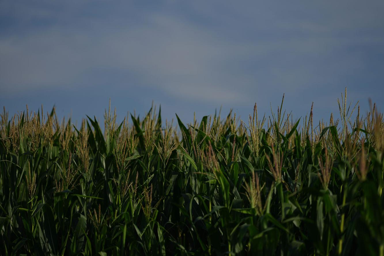 Argentina Farm | National News | goshennews.com