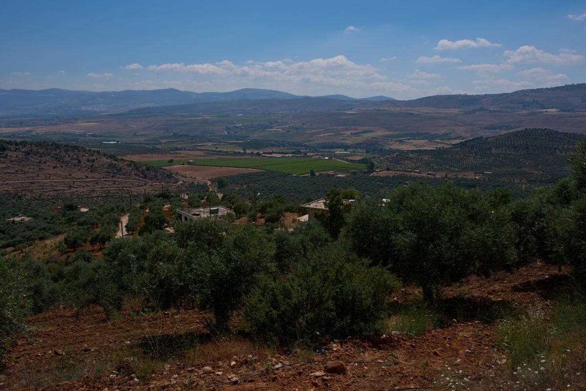Lebanon Border Bees | National News | goshennews.com