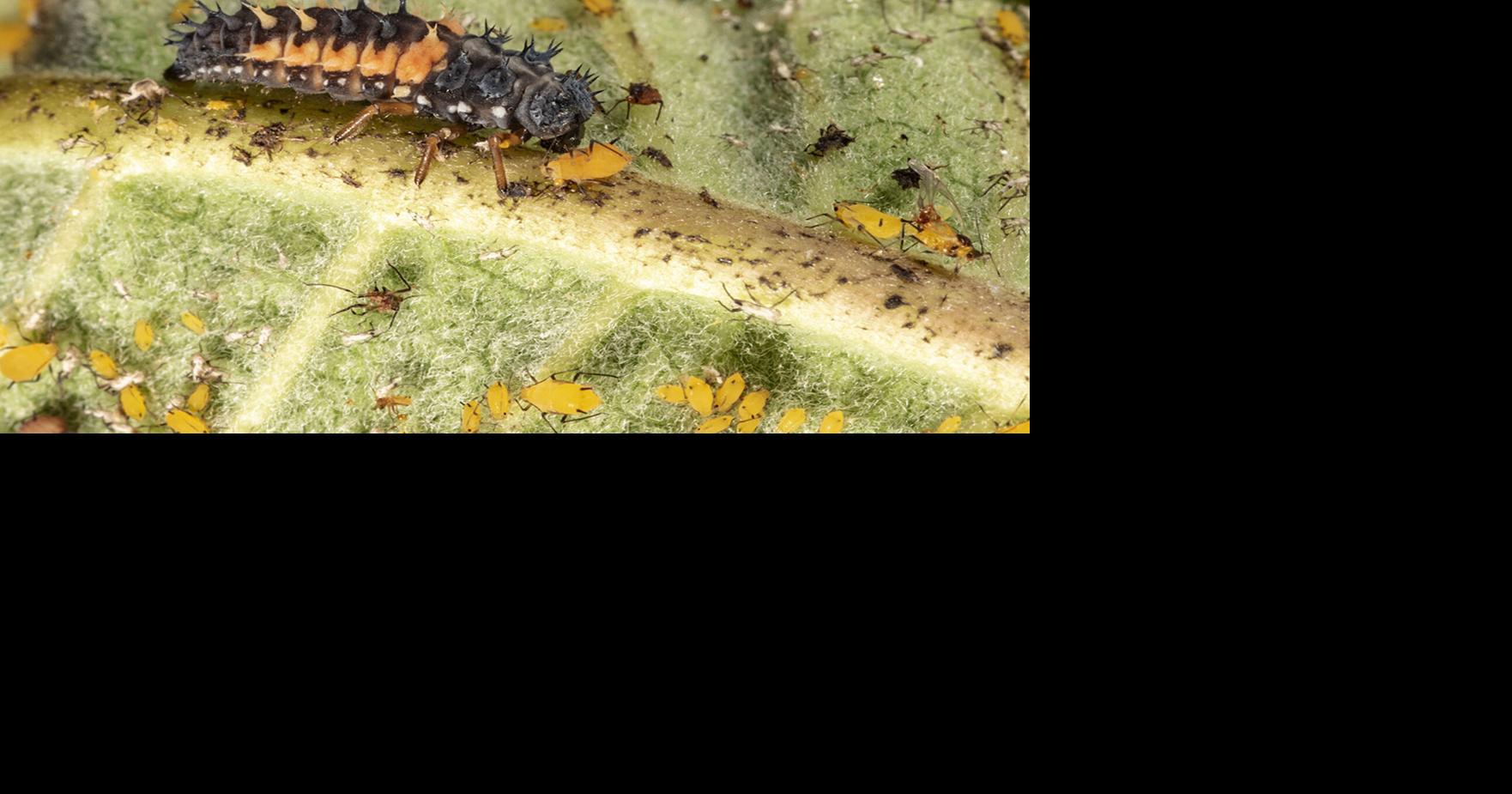 Biological Control of Pests – predators are hungry | News | goshennews.com