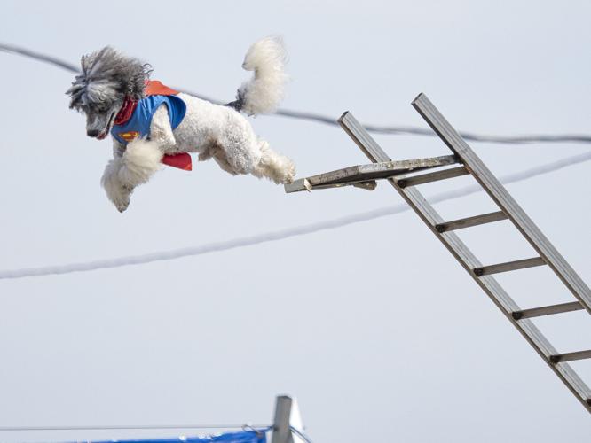 Pompeyo performance shares message about dog adoption and care | News ...
