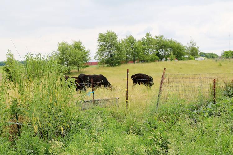 Thank A Farmer: Nature's Farm Gardens provides chemical-free produce ...