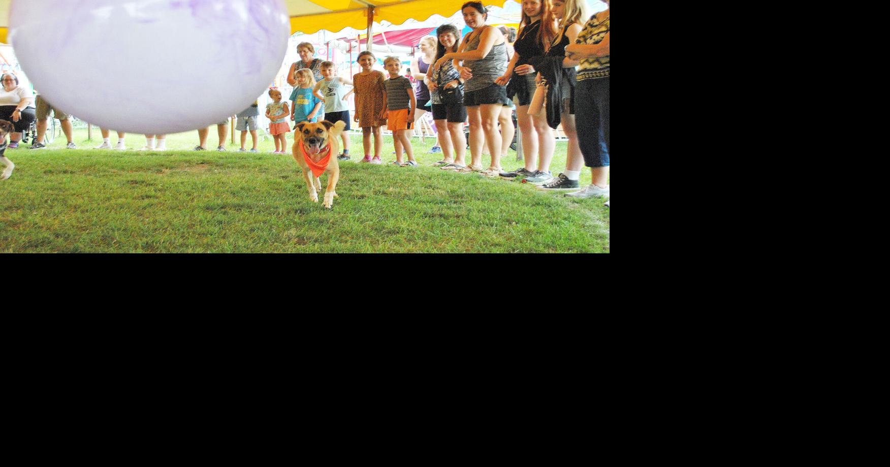 Playing with pups | News | goshennews.com