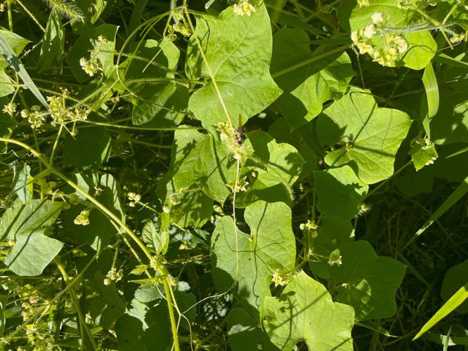 JEFF BURBRINK: Do not ignore burcucumber | News | goshennews.com