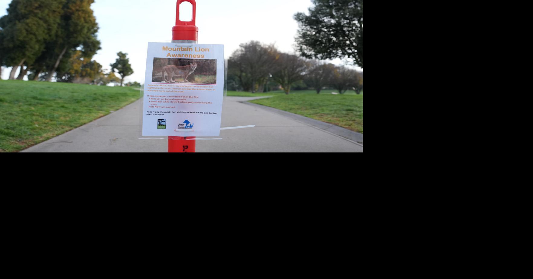 Mountain lion spotted in San Francisco, officials working to capture it ...