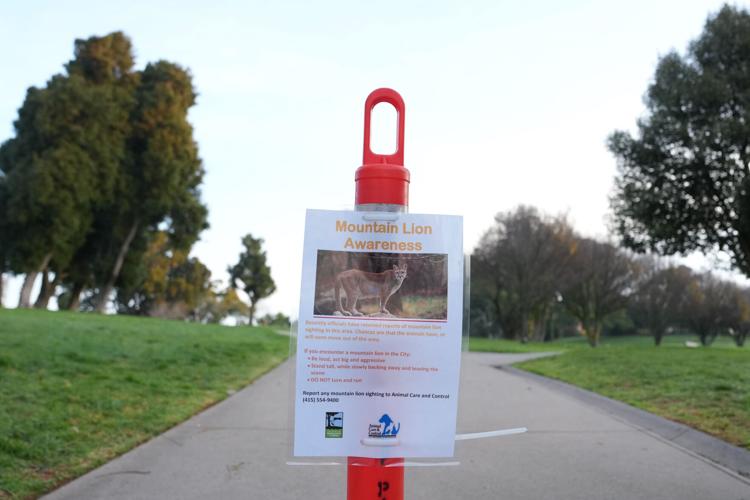 Mountain lion spotted in San Francisco, officials working to capture it ...