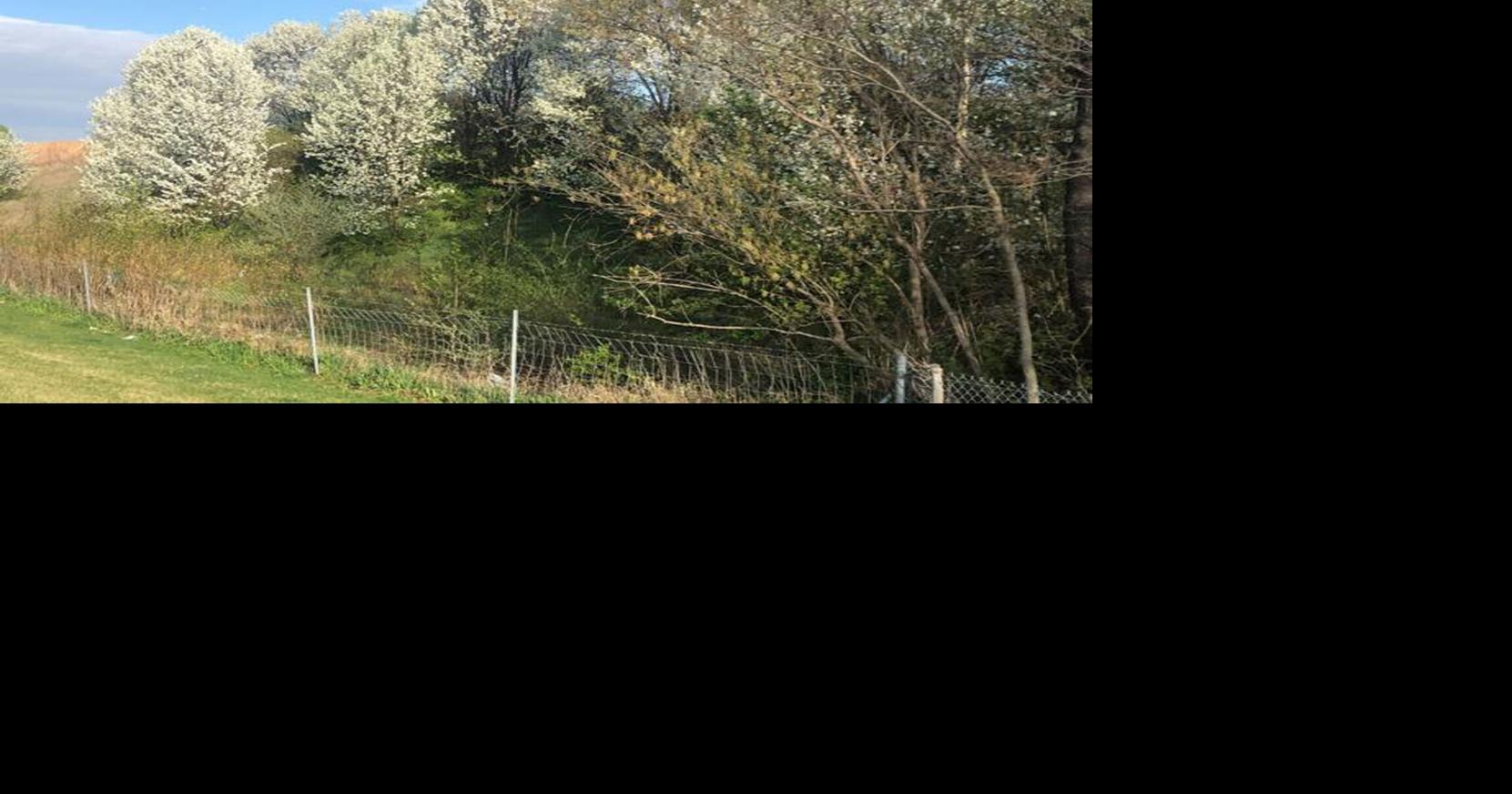 Callery pears are an ornamental pear tree | News | goshennews.com