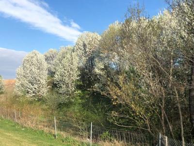 Callery pears are an ornamental pear tree | News | goshennews.com