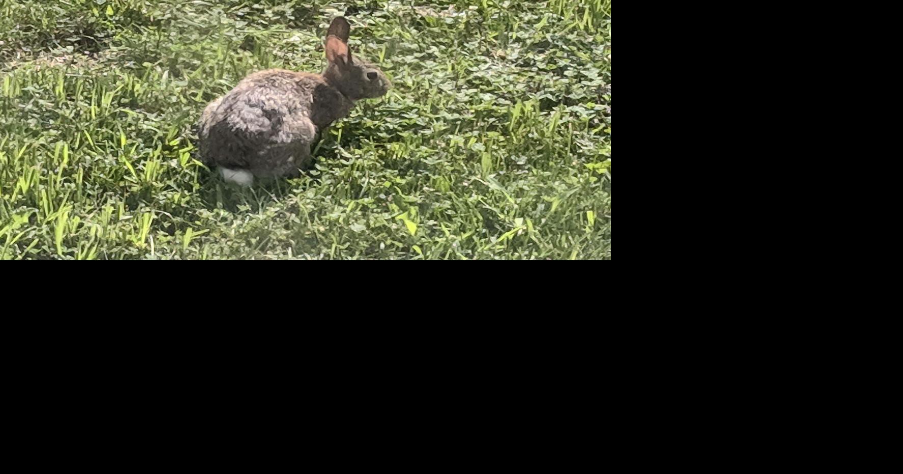 Tularemia diagnosed in Elkhart County wild rabbits | News | goshennews.com