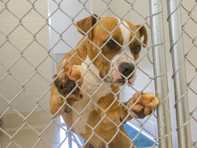 Proposed pet store bill receives backlash | | goshennews.com