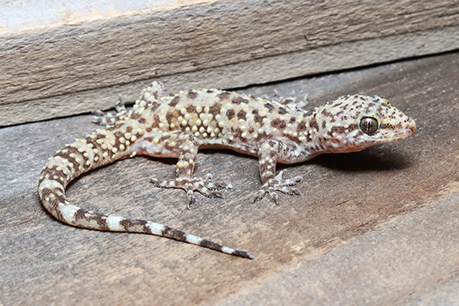 IDNR asks public for help in tracking Mediterranean geckos | News | goshennews.com