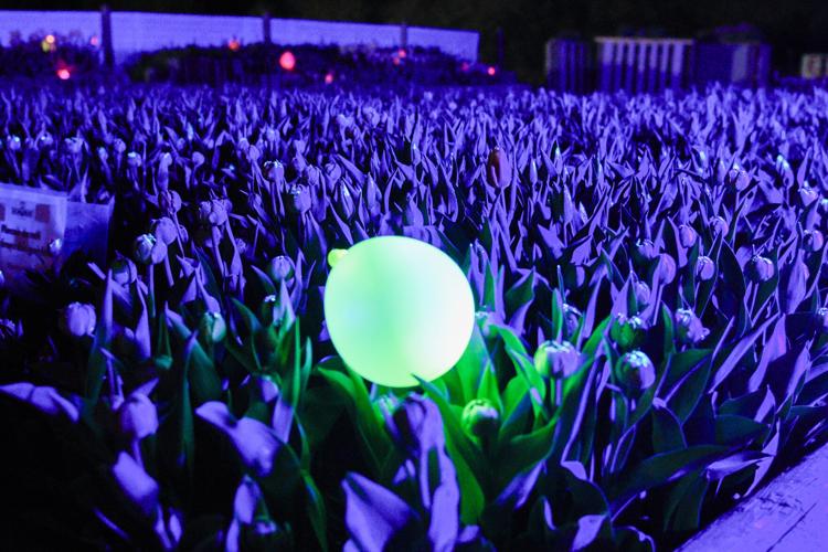 Night Bloom opens at Tulip Valley Farms | Growskagit | goskagit.com