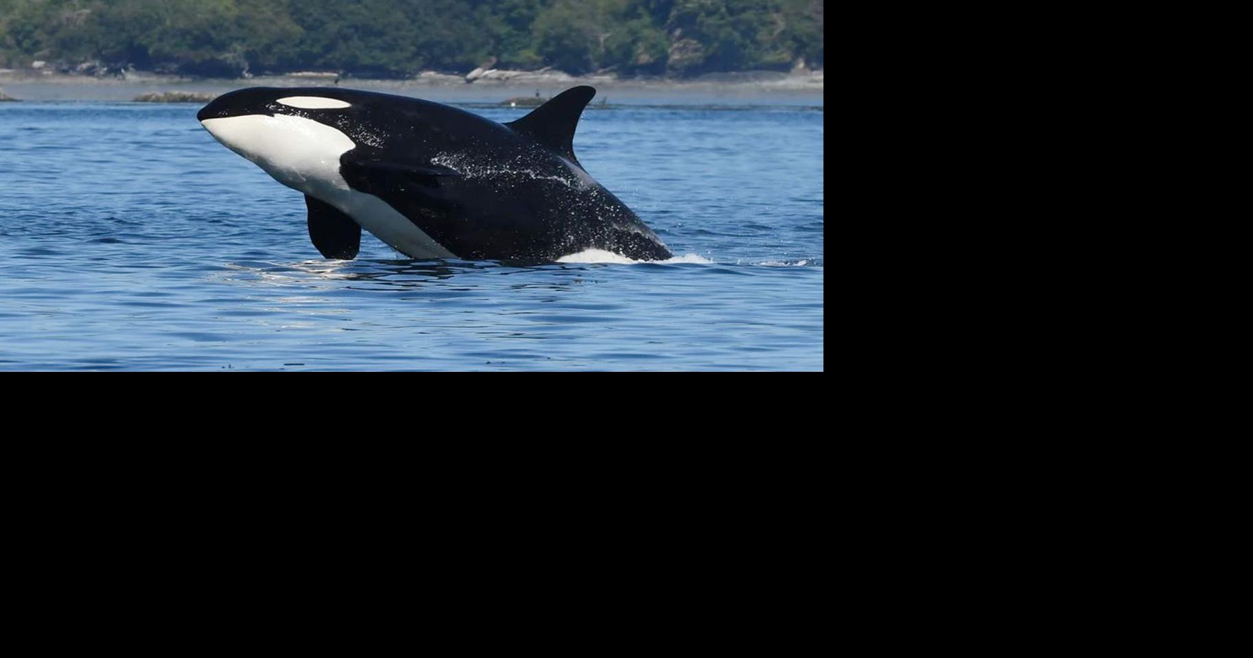 Changing status of Southern Resident orca population continues to ...