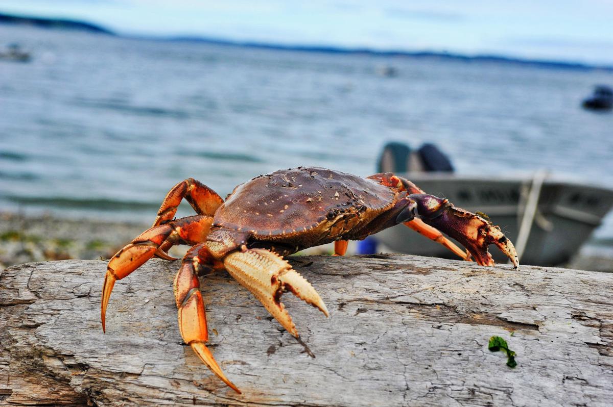 Photo gallery: Opening weekend of summer crabbing, 7.1.18 | Gallery ...