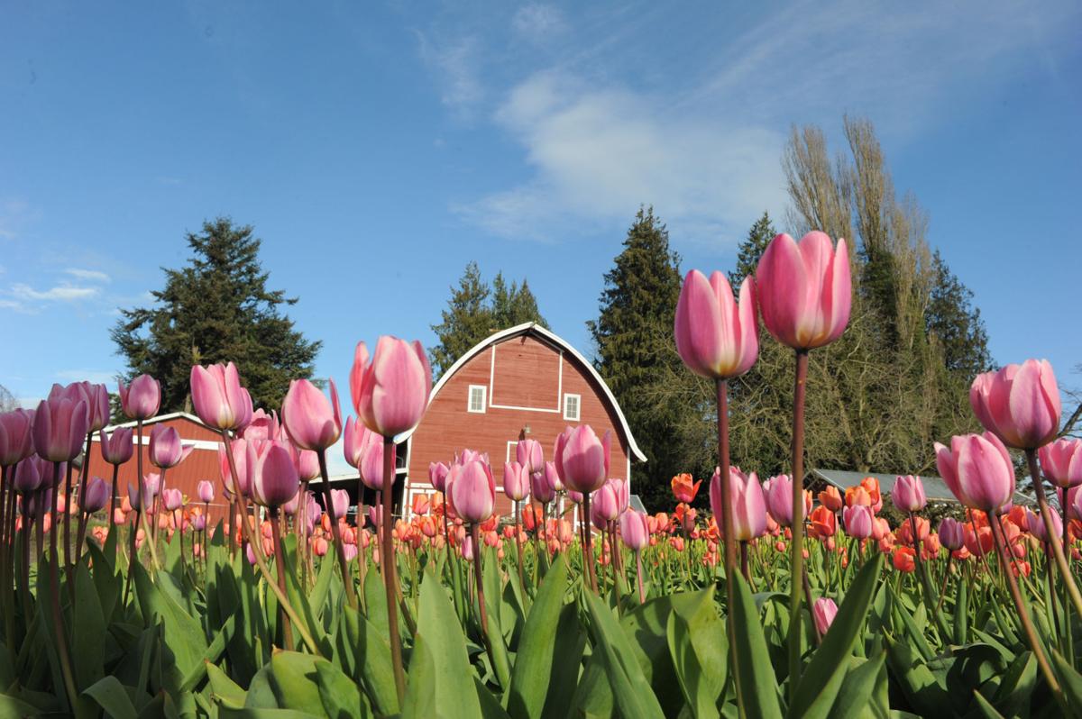 Tulip Town up for sale | News | goskagit.com