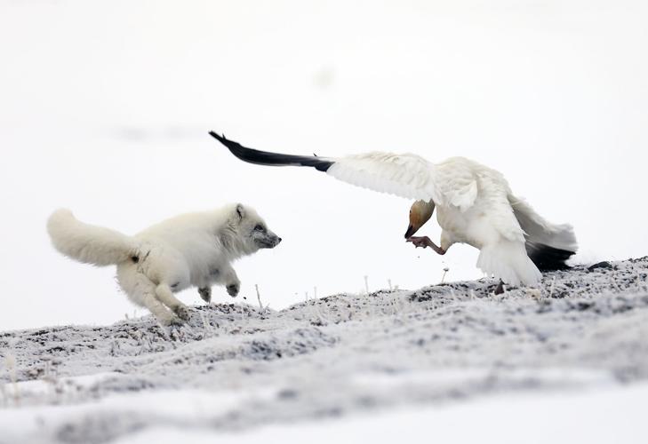 Russian biologist has gained an understanding of snow geese | Local ...