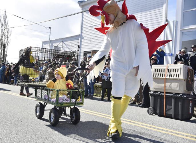 Chicken Parade fills Edison streets | Food | goskagit.com