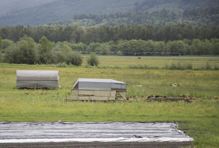 Annual tour highlights east Skagit County farms | Local News | goskagit.com
