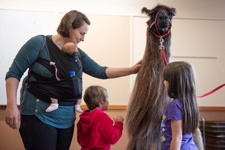 Therapy llamas visit Burlington Public Library | Education | goskagit.com