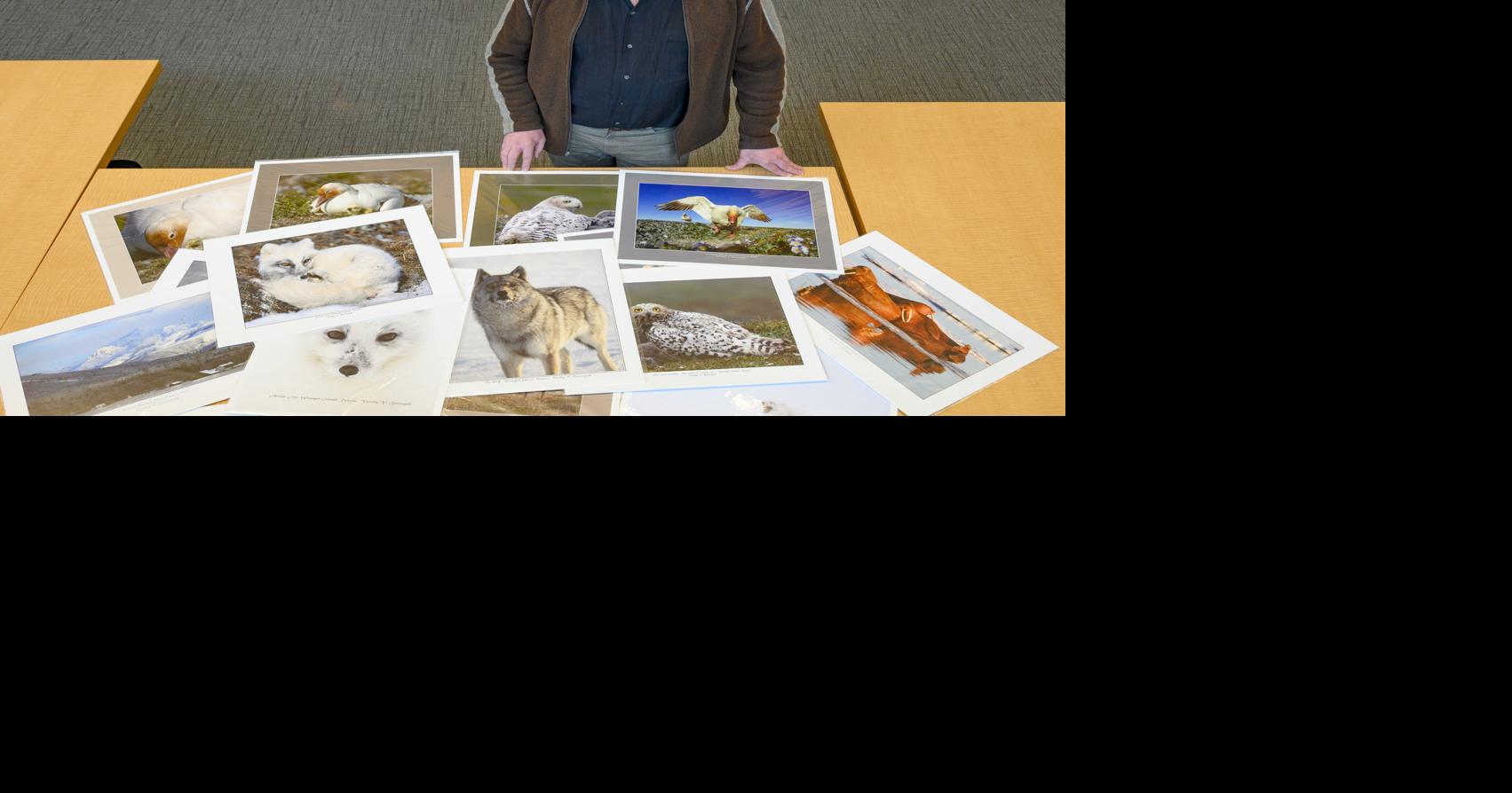 Russian biologist has gained an understanding of snow geese | Local ...