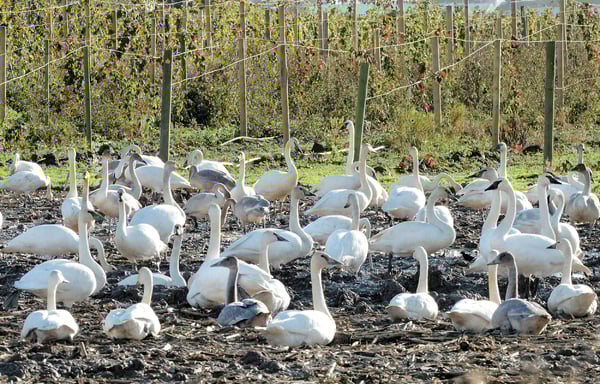 All about trumpeter swans | All Access | goskagit.com