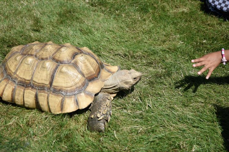 Reptile Lady visits Burlington | 360 | goskagit.com