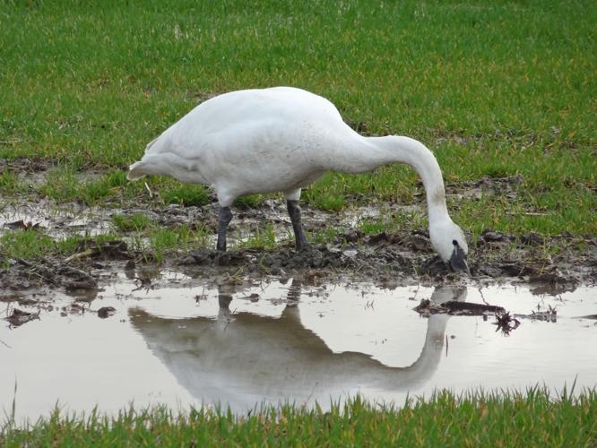 Time running out to see wintering swans, snow geese in Skagit County ...