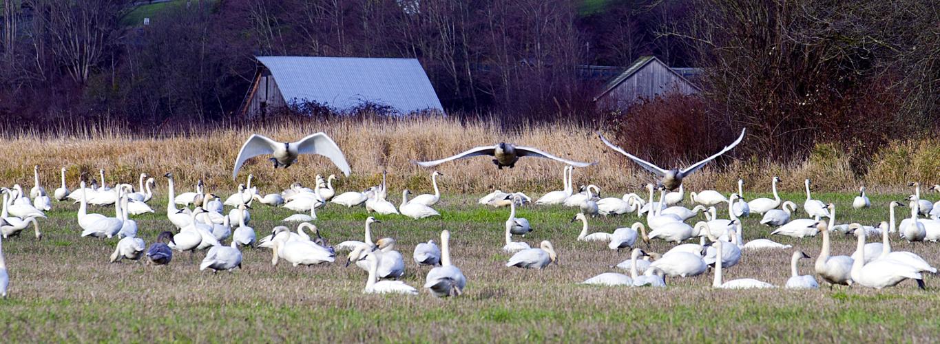 Photo gallery: Trumpeter swans and snow geese | News | goskagit.com